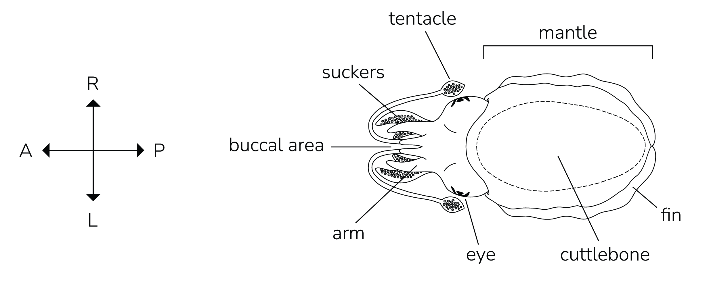 Cuttlefish Anatomy Diagram