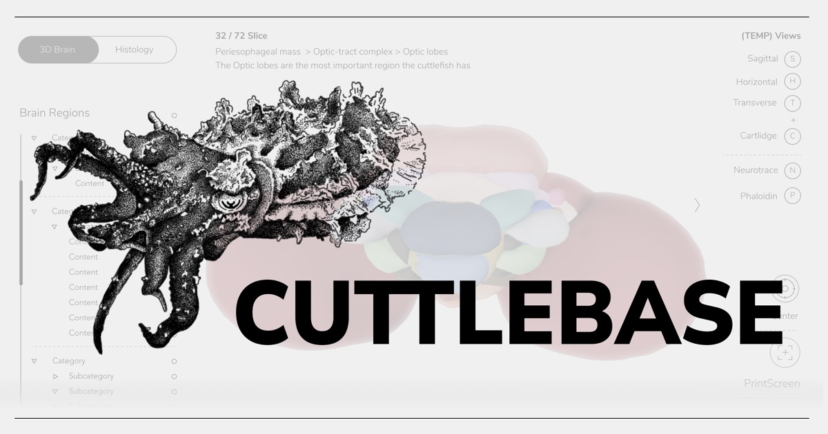 Cuttlefish Brain